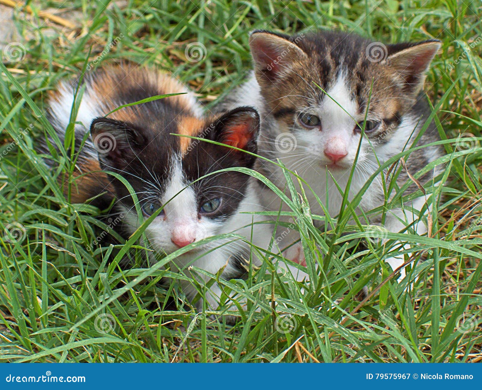 Kittens in the Grass in the Lawn Stock Image - Image of mammals, grass ...