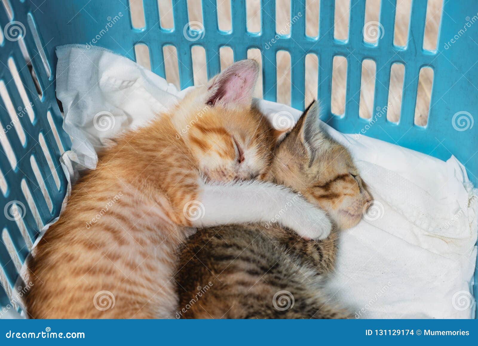 Kittens Hugging with Sleeping in Basket Stock Photo - Image of care ...