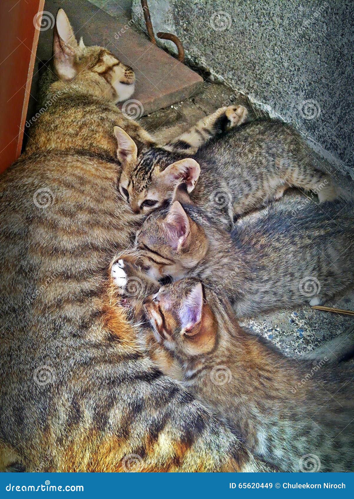 Kittens stock image. Image of love, animal, kitten, team - 65620449