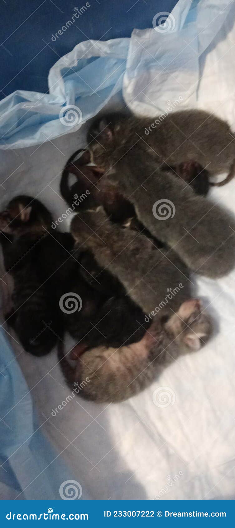 Kittens Kitty Pets Animals Cut Stock Photo - Image of kitty, cute ...