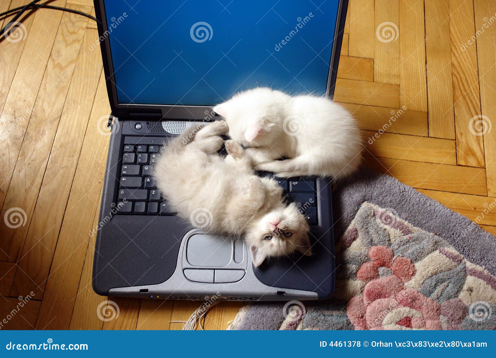 The Kittens on Laptop Computer Stock Photo - Image of kitten, keyboard ...