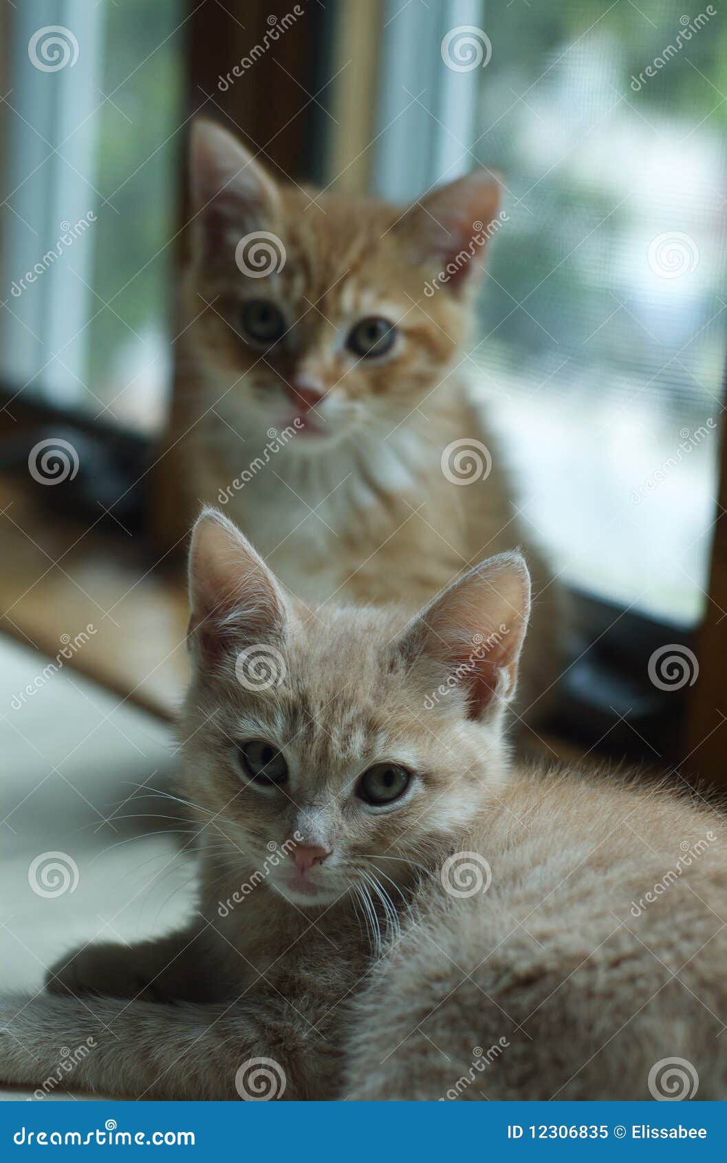 Kittens Looking at the Camera Stock Image - Image of furry, cats: 12306835