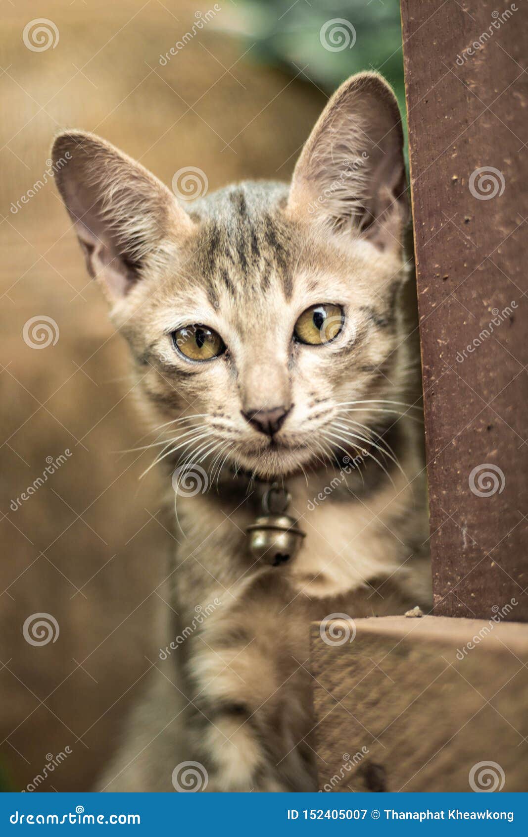 Kittens are Looking at You. Stock Image - Image of time, tree: 152405007