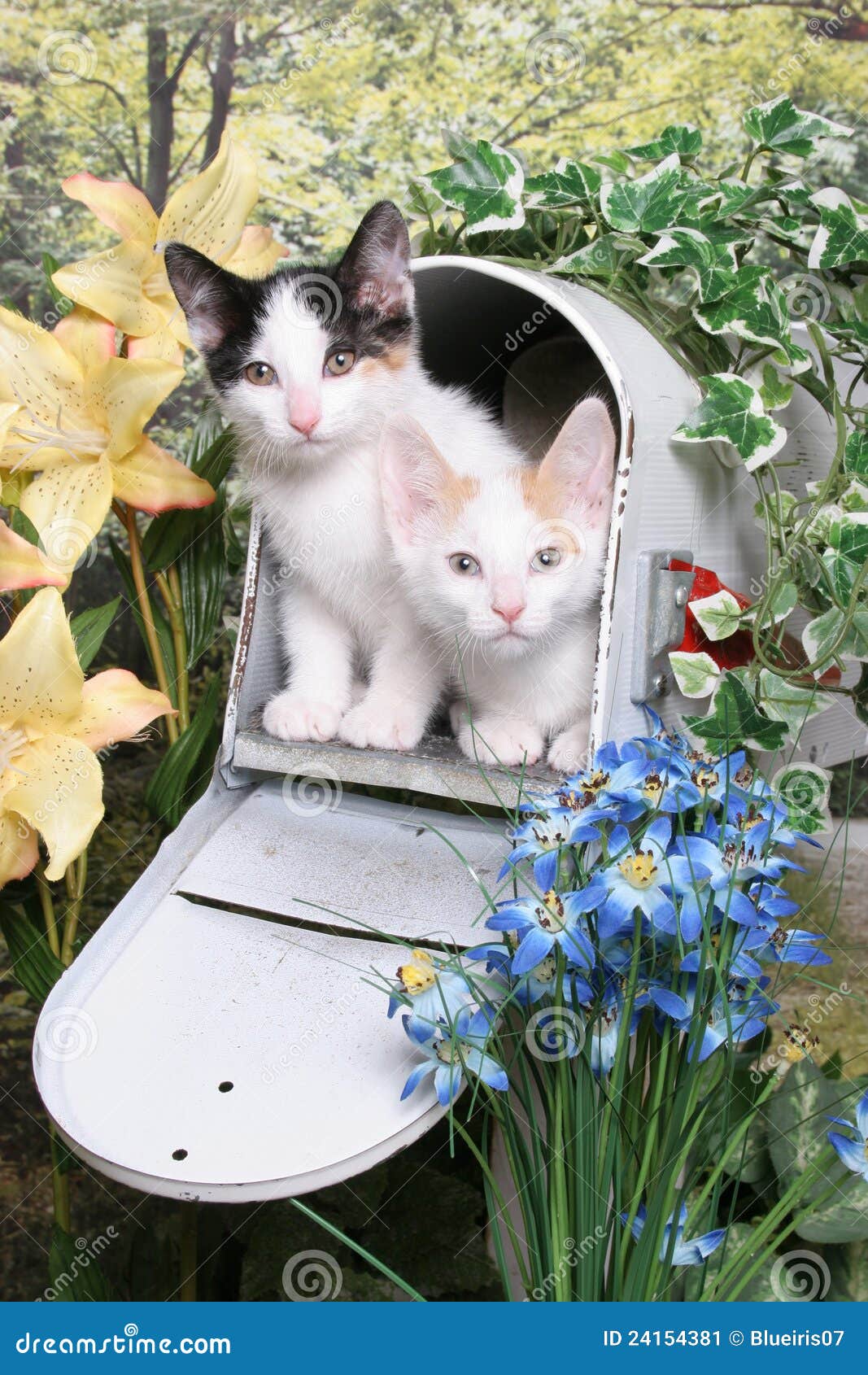 Kittens in a Mailbox stock image. Image of calico, feline - 24154381