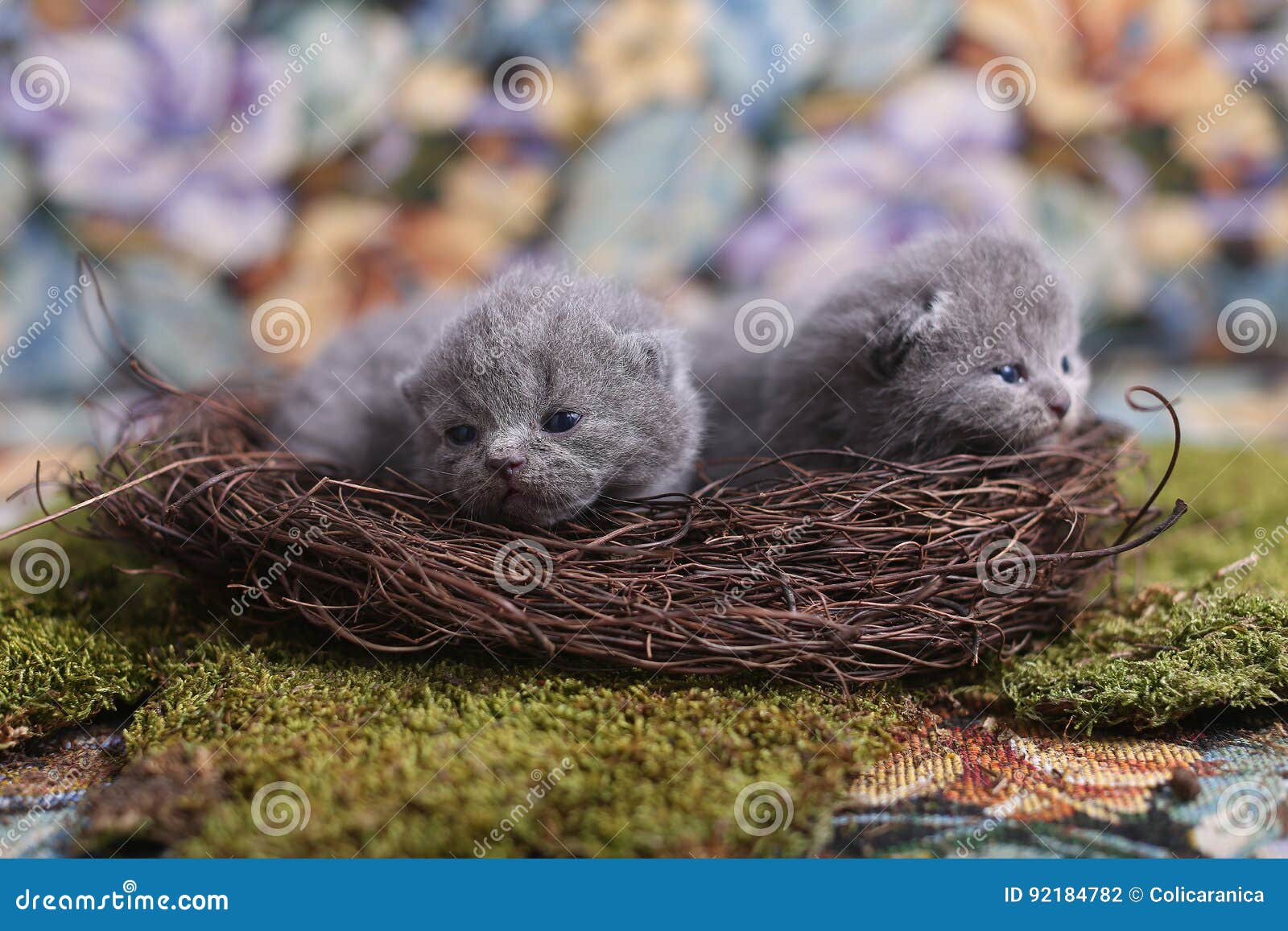 Kittens moewing in a nest stock photo. Image of green - 92184782