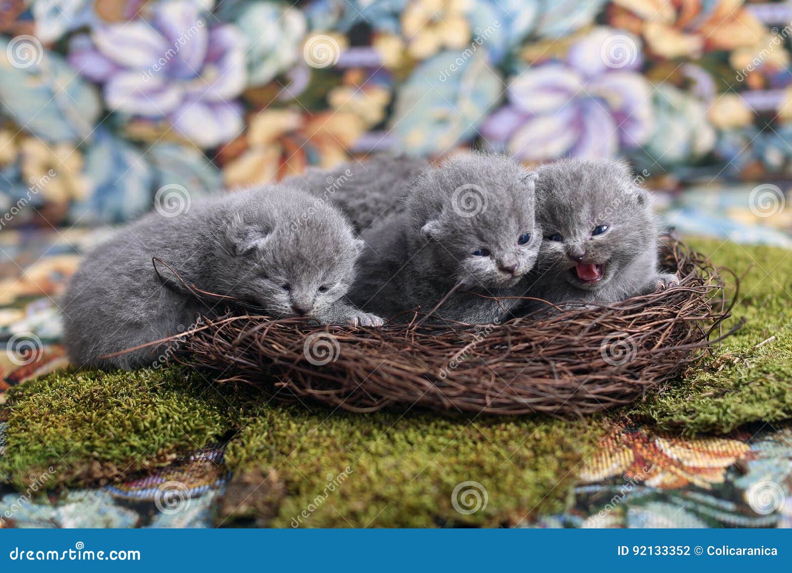 Kittens in a nest stock photo. Image of dirty, kitten - 92133352