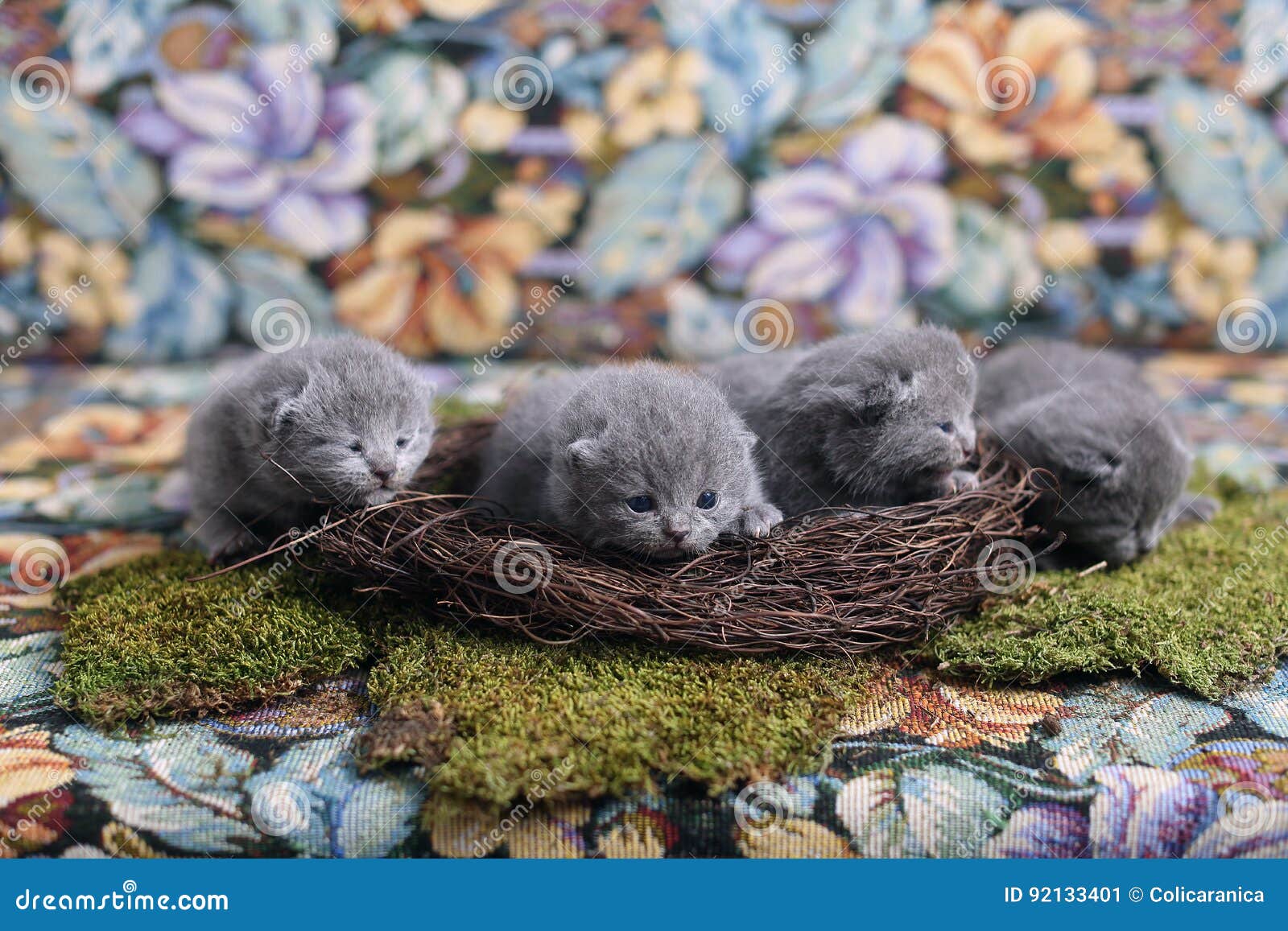 Kittens in a nest stock image. Image of nest, branch - 92133401