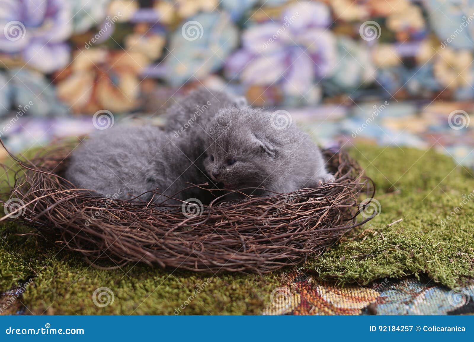 Kittens in a nest stock image. Image of babies, moss - 92184257