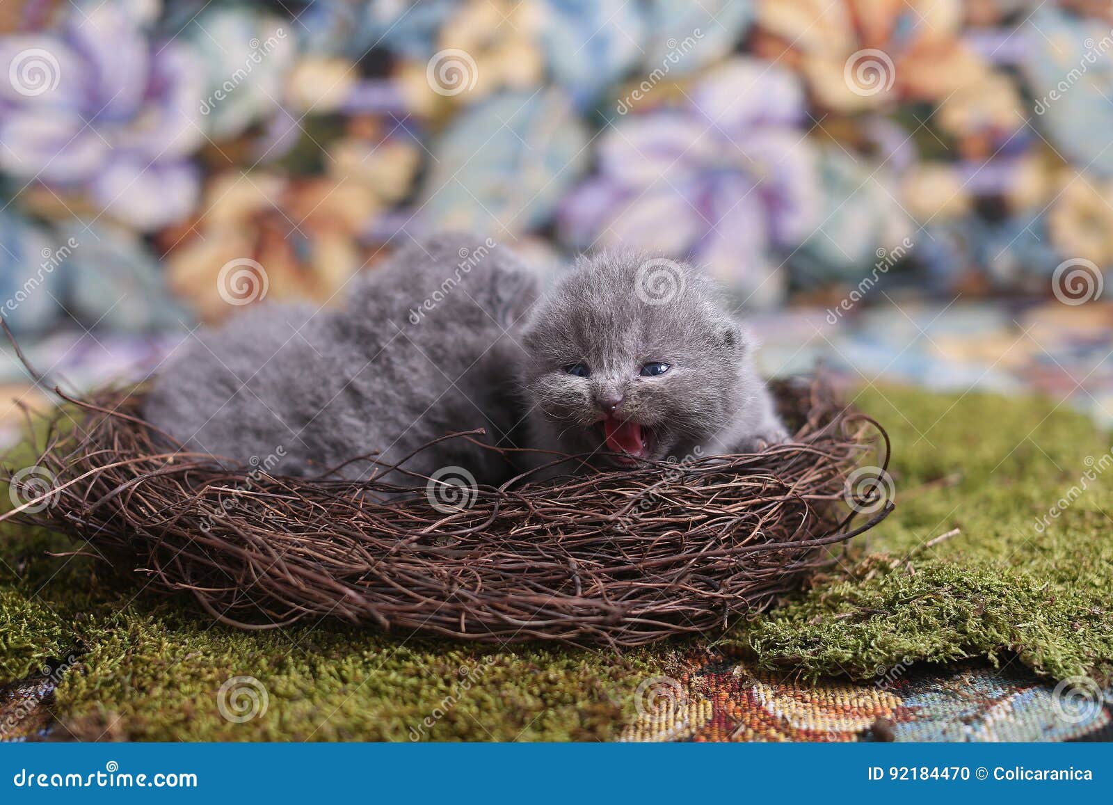 Kittens in a nest stock photo. Image of farm, full, cats - 92184470