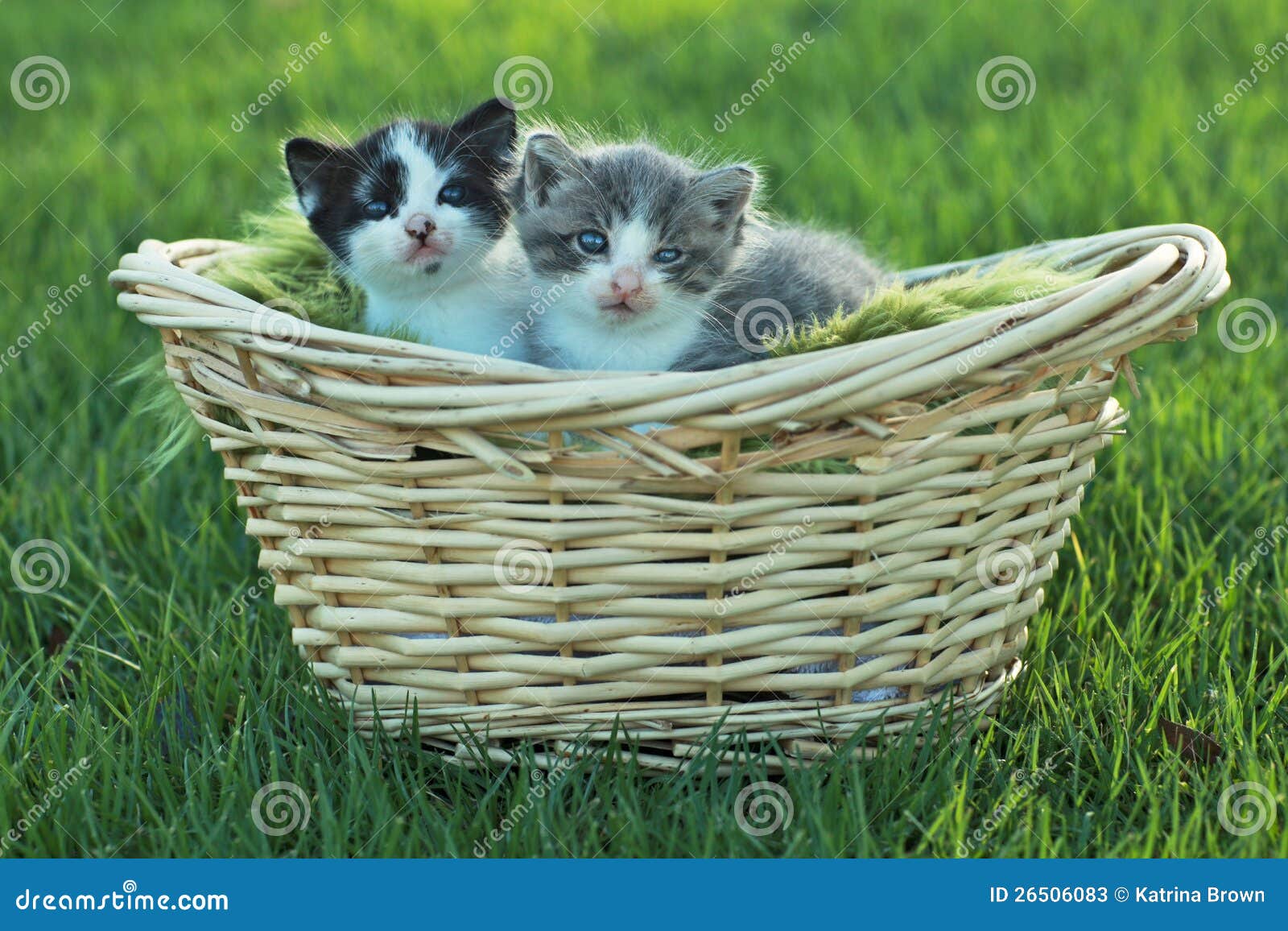 Kittens Outdoors in Natural Light Stock Image - Image of feline, animal ...