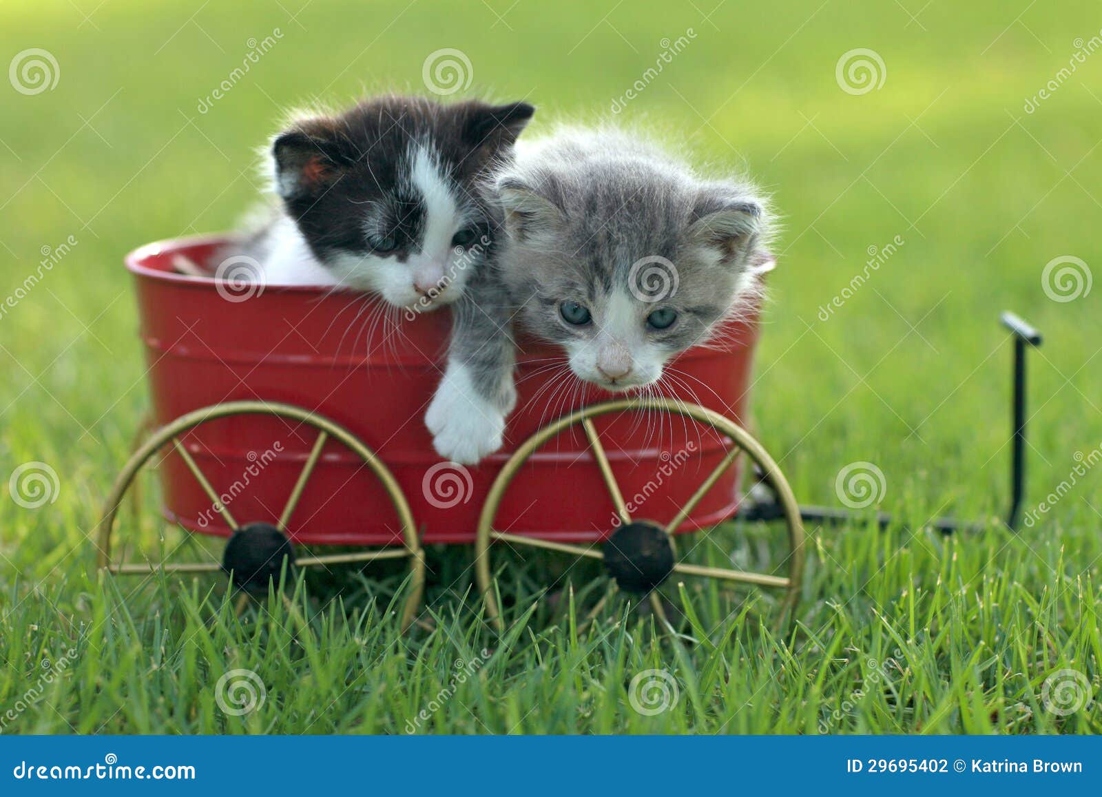 Kittens Outdoors in Natural Light Stock Photo - Image of feline ...