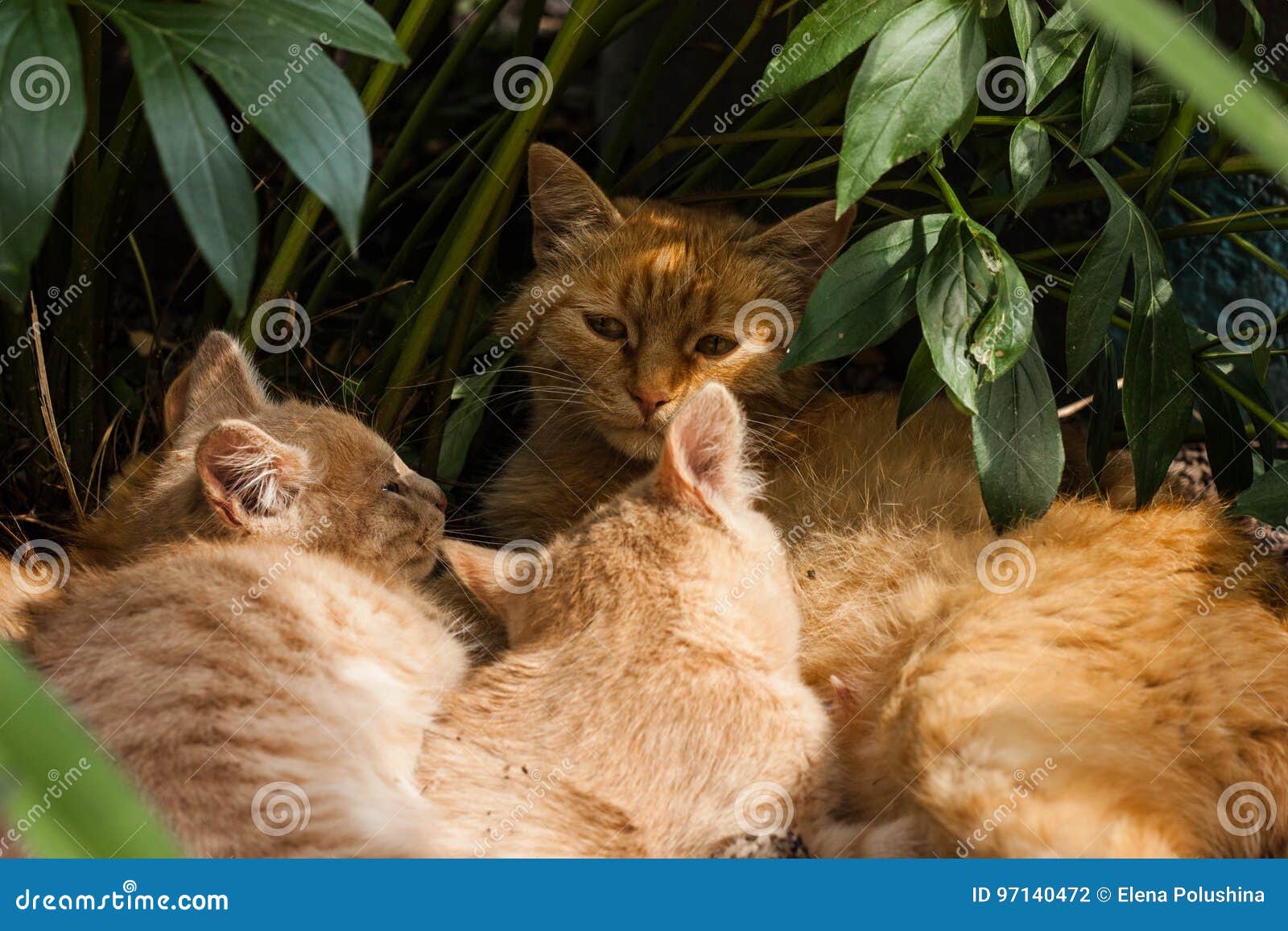 Kittens Outdoors Peeking Out from Green Leaves Stock Photo - Image of ...
