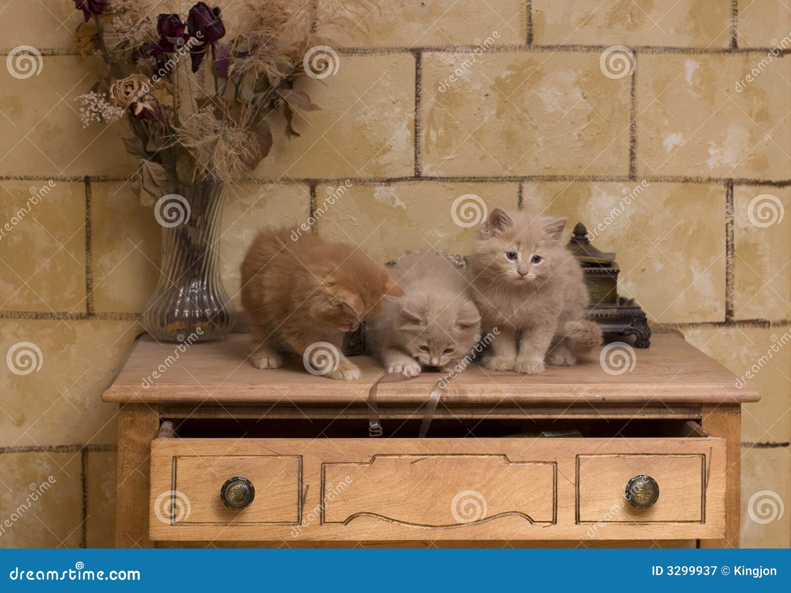 Kittens playing stock image. Image of young, feline, kitten - 3299937