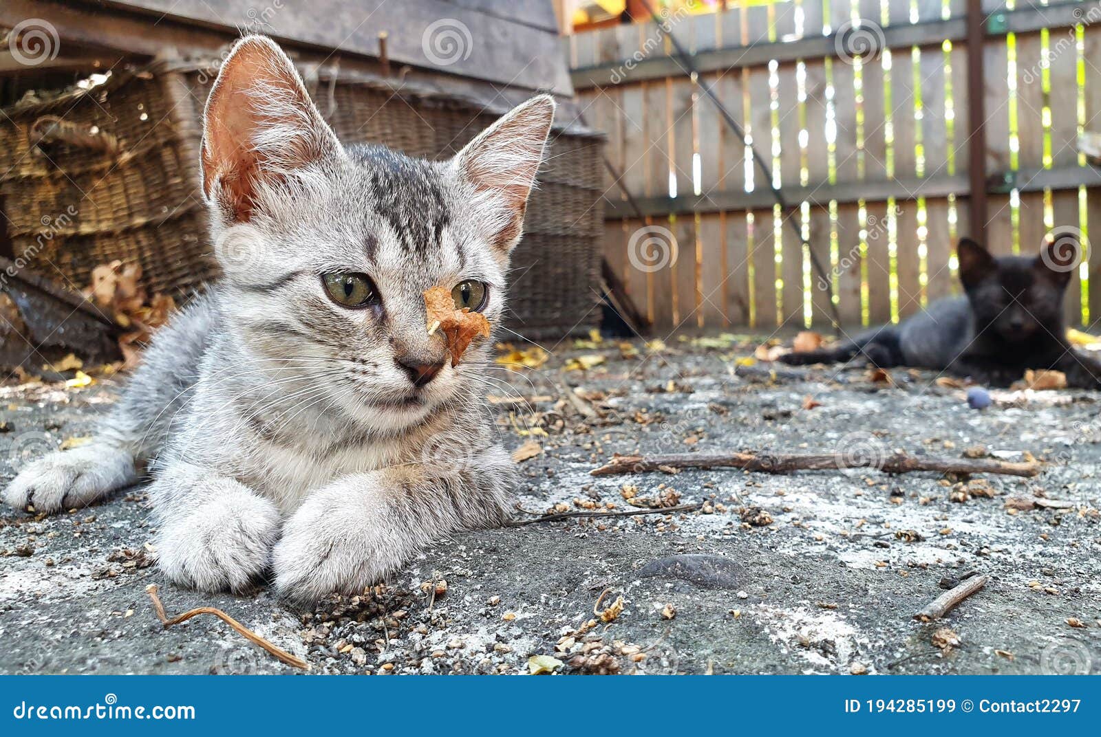 Kittens Playing and Resting in a Sunny Day of August Stock Image ...