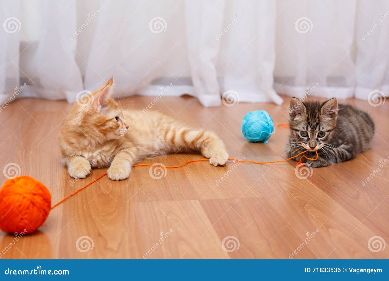 Kittens Playing with Thread. Stock Photo - Image of looking, excellent ...