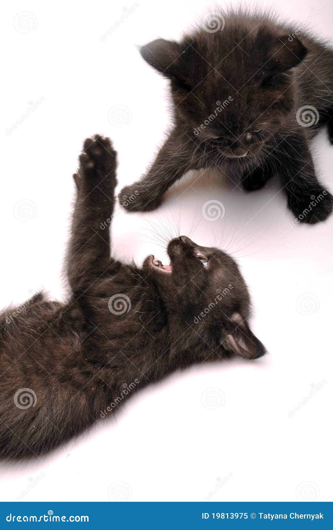 Kittens playing together stock image. Image of kittens - 19813975