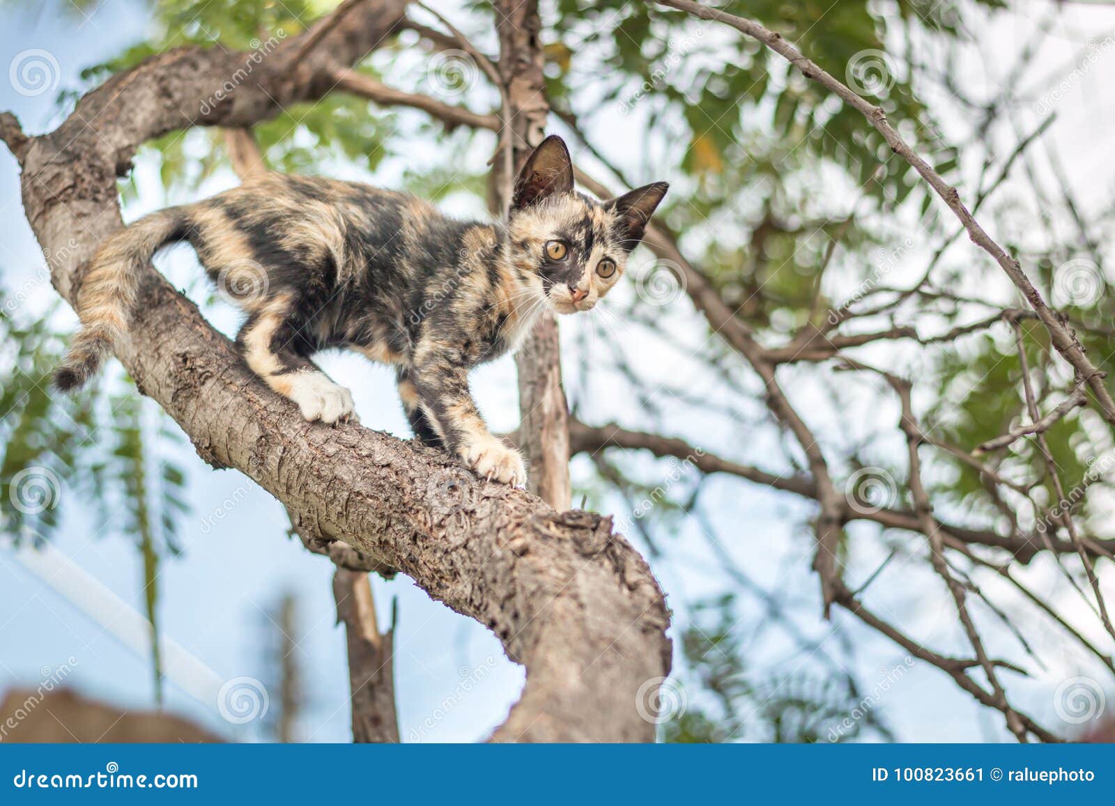 Kittens Playing in a Tree.0 Stock Image - Image of rescue, green: 100823661