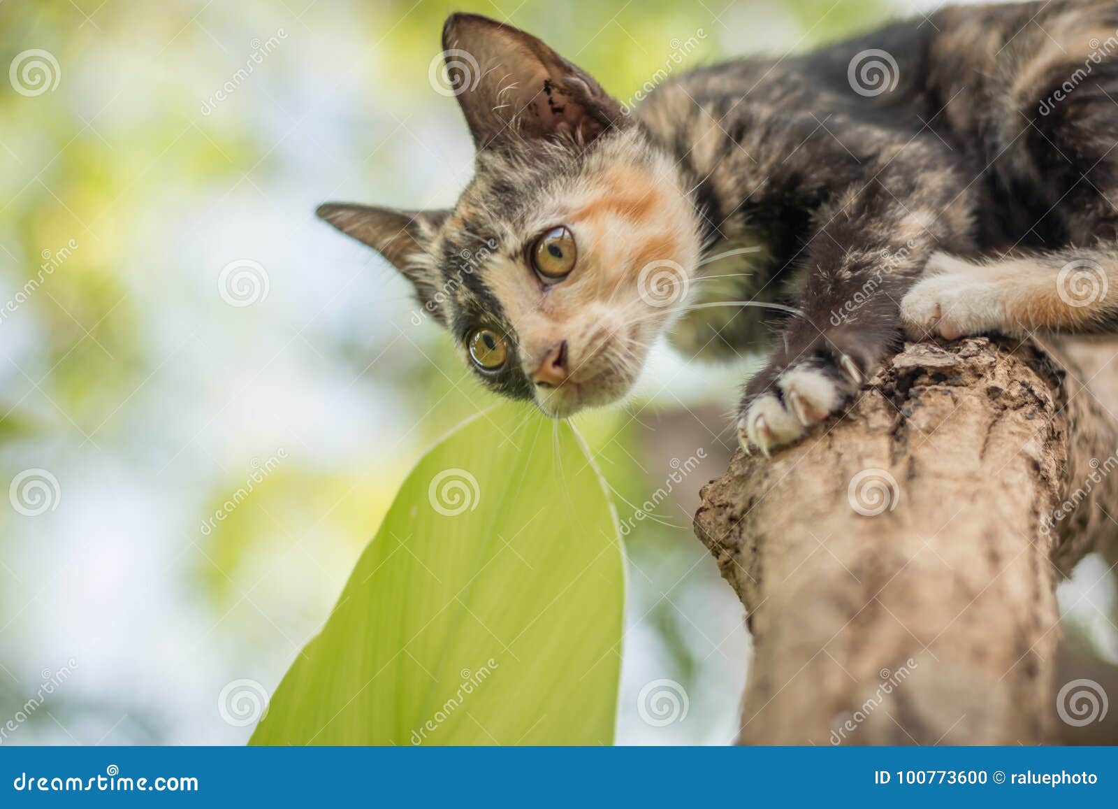 Kittens Playing in a Tree.0 Stock Photo - Image of tree0, nature: 100773600