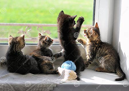 Kittens Playing on Windowsill Stock Photo - Image of baby, fuzzy: 158183804