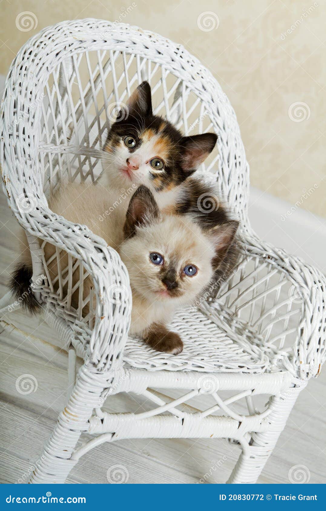 Kittens Posing in Wicker Chair Stock Photo - Image of calico, antique ...