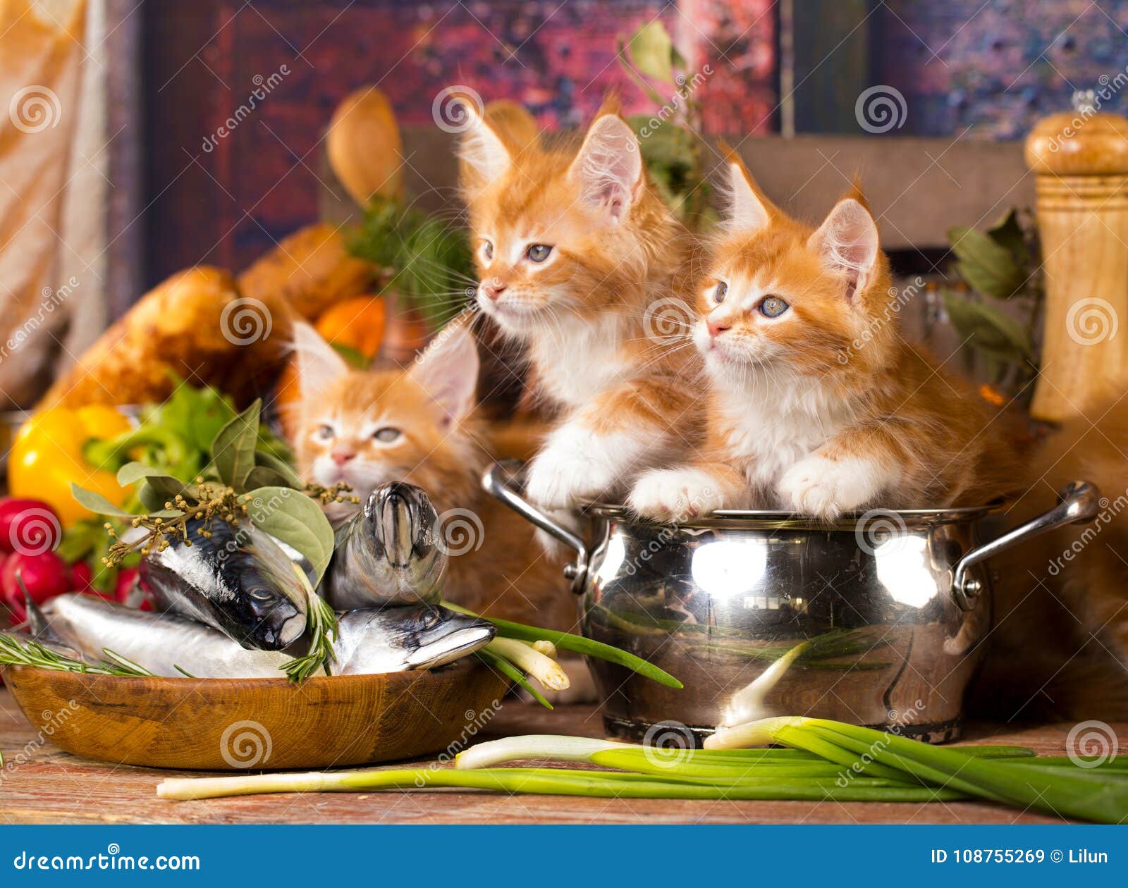 Kittens Red Color and Fish Fresh in the Kitchen Stock Image - Image of ...