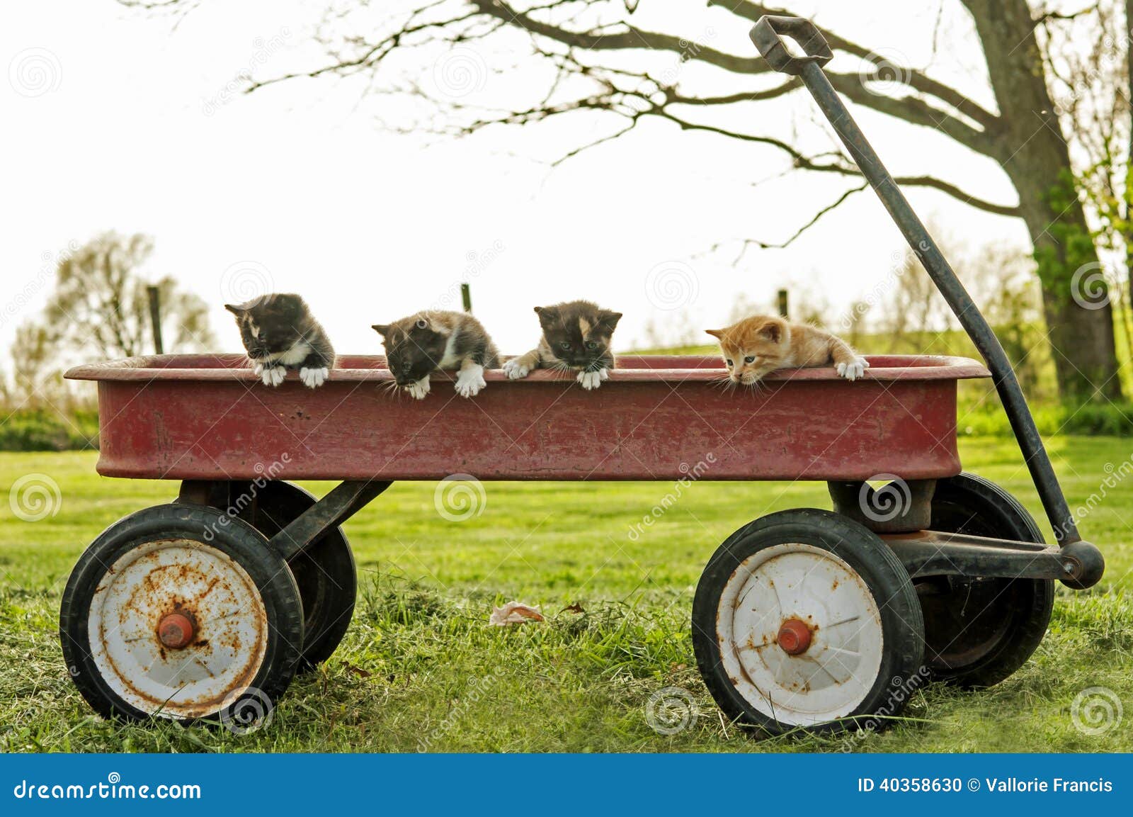 Kittens in a red wagon stock photo. Image of meow, farm - 40358630