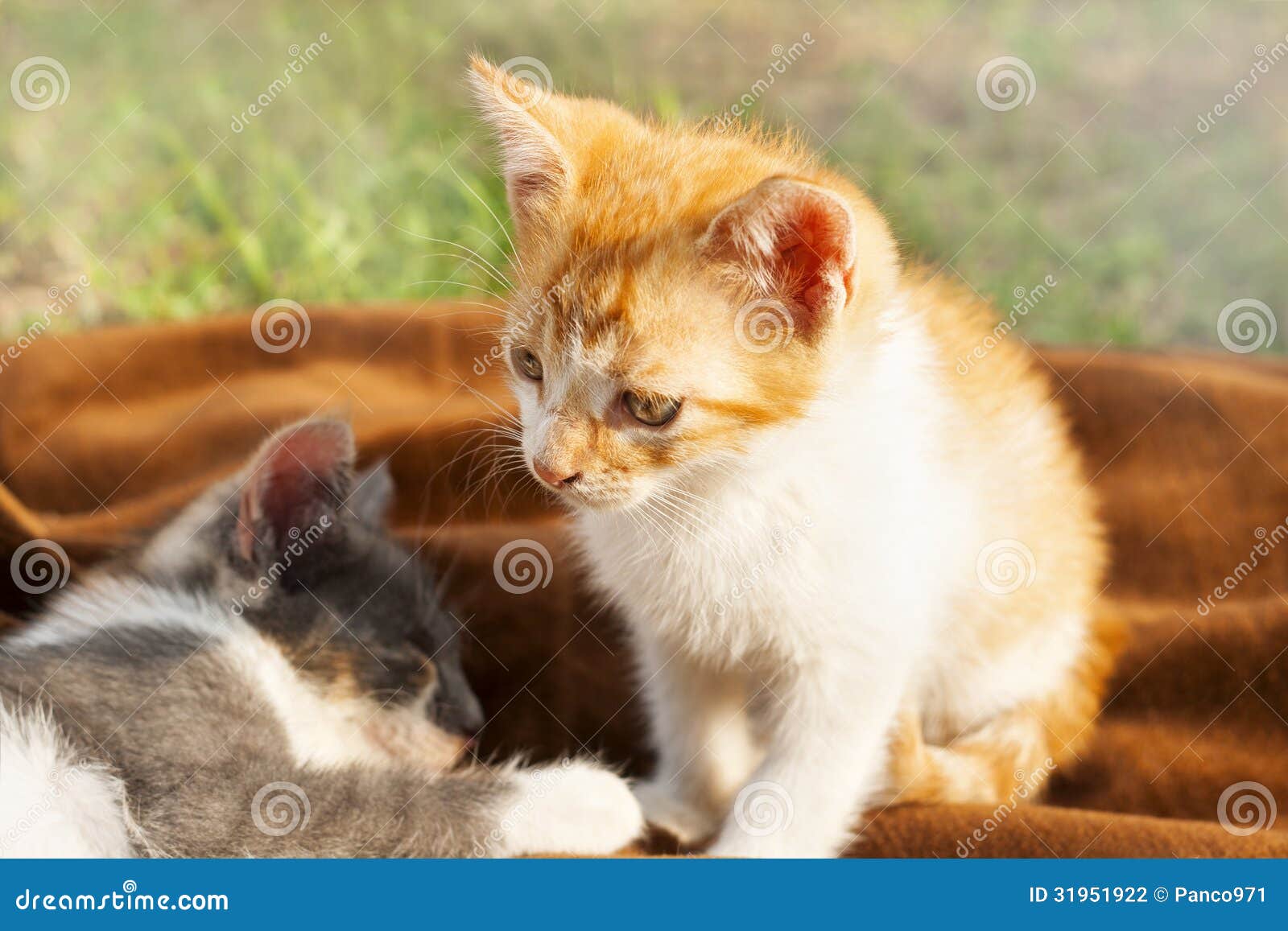 Kittens resting stock photo. Image of beauty, relaxation - 31951922