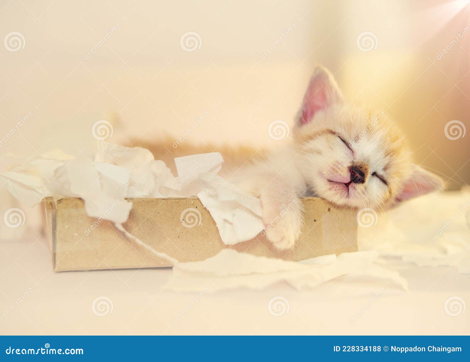 Kittens Sleep in Tissues Boxes Stock Photo - Image of roll, nature ...