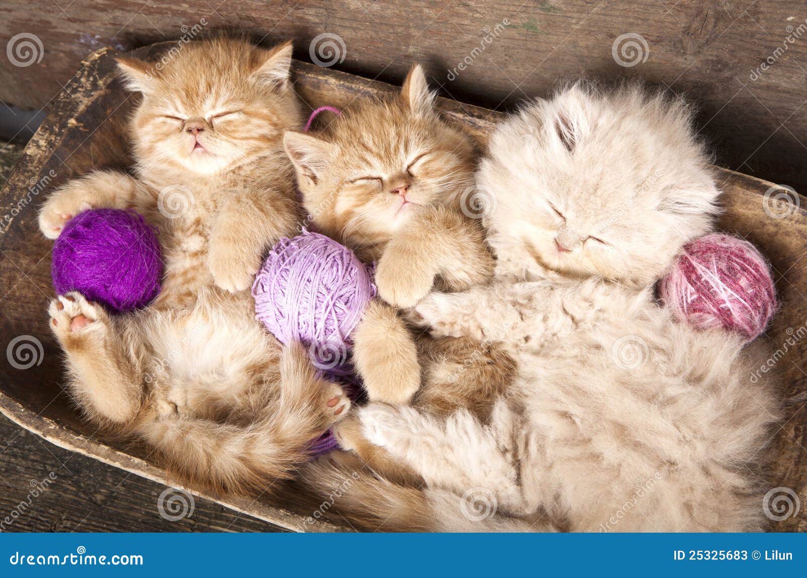 Kittens sleeping stock image. Image of exotic, kitten - 25325683