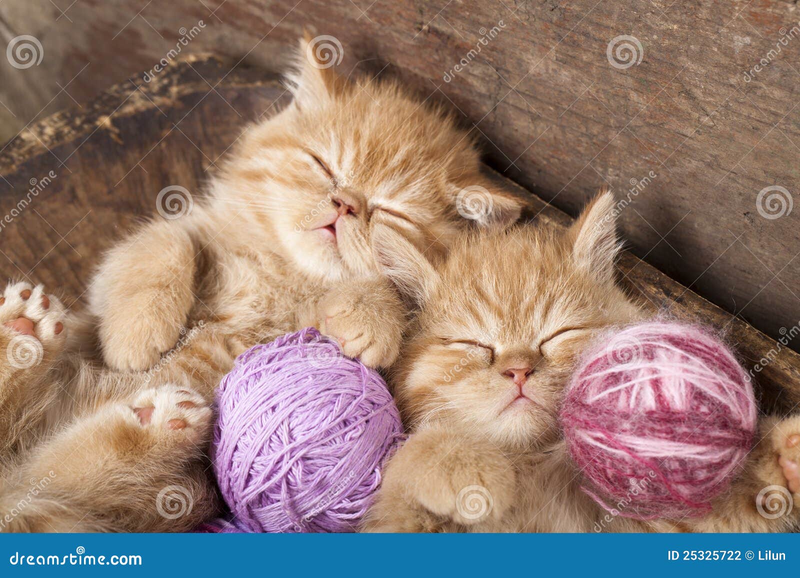 Kittens sleeping stock photo. Image of model, pedigreed - 25325722