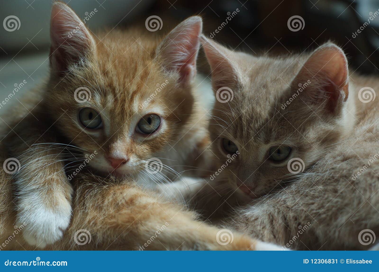 Kittens Snuggling stock image. Image of baby, snuggle - 12306831