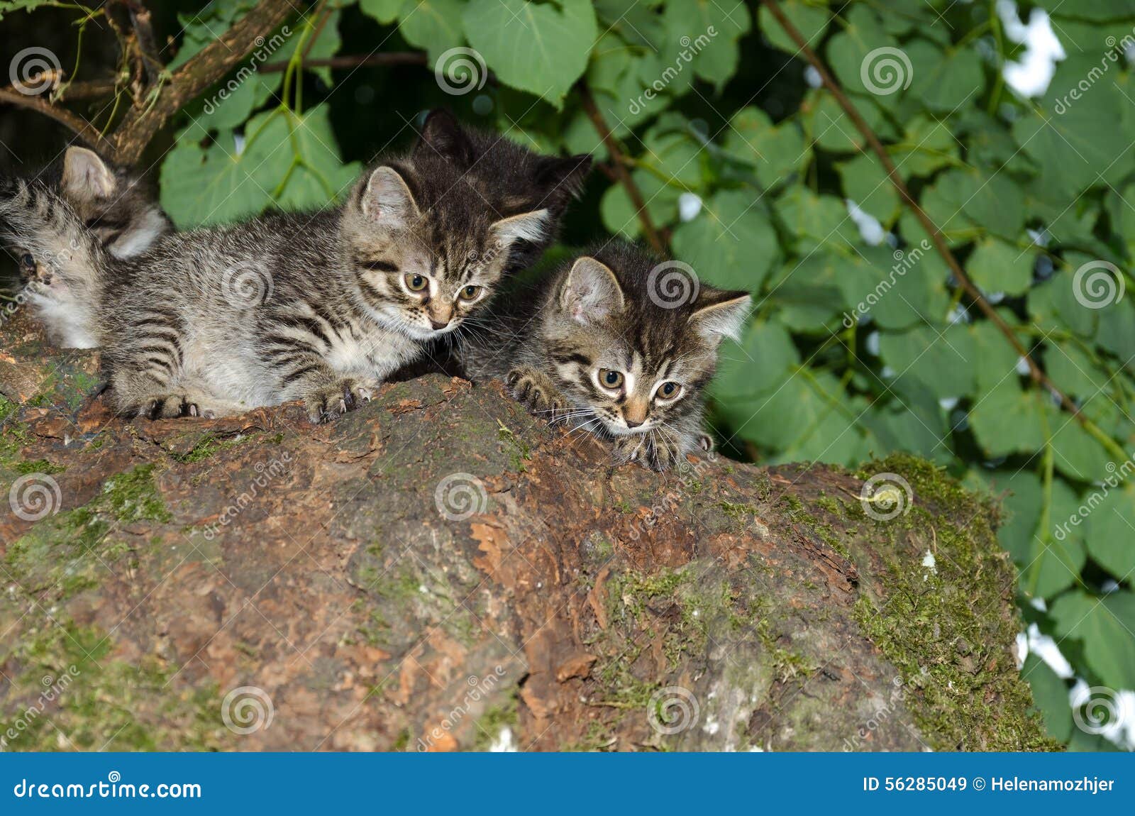 Kittens twins. Wild cats stock image. Image of feline - 56285049