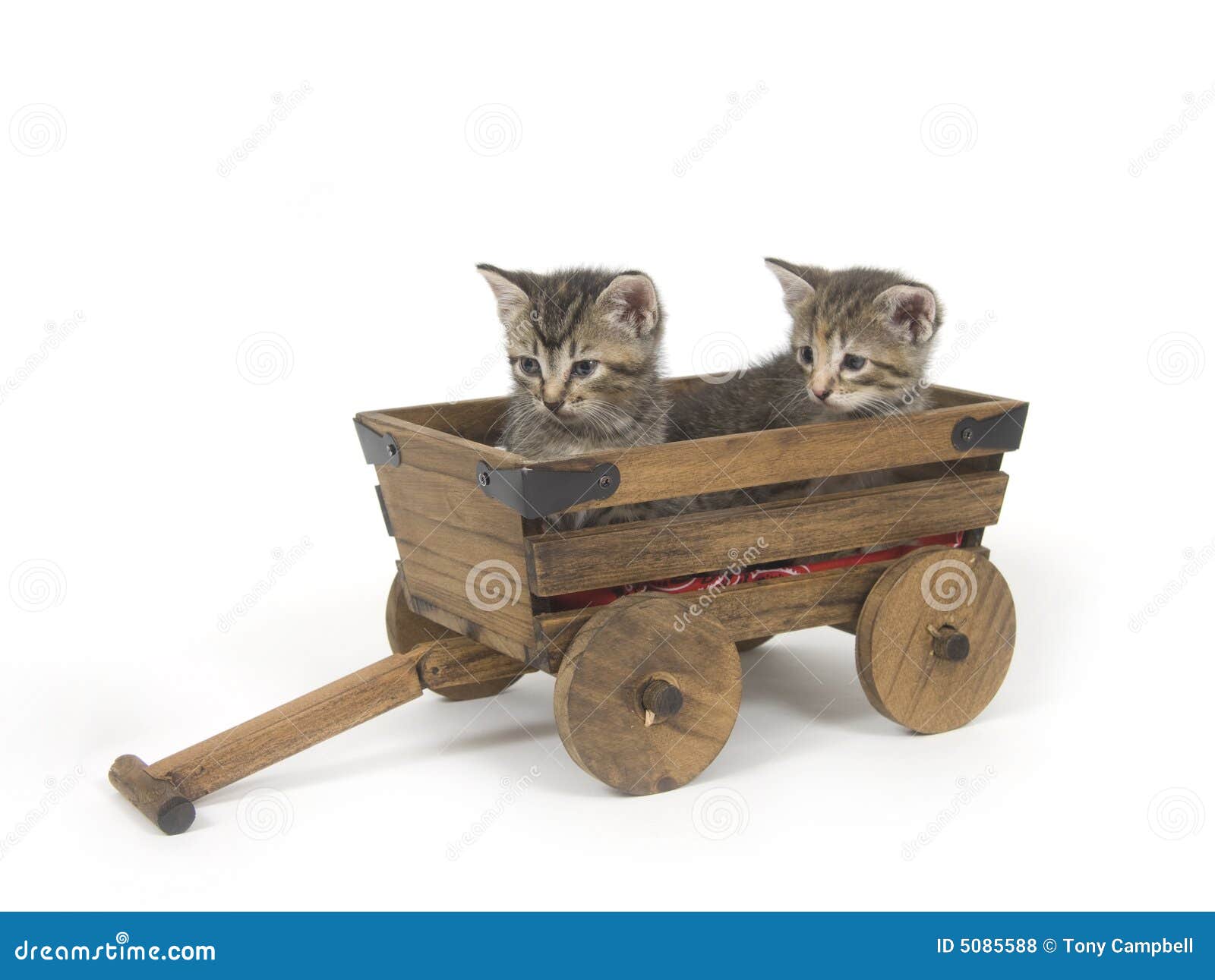 Kittens In A Wagon Picture. Image: 5085588