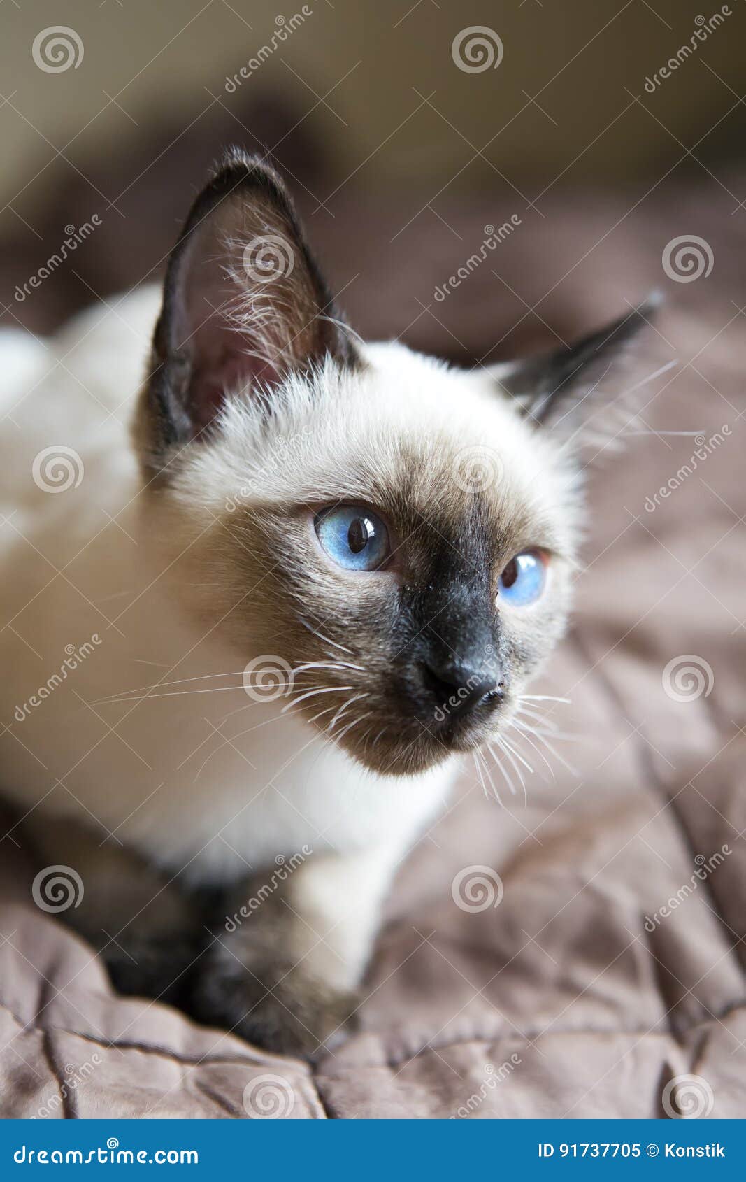 KittenSiamese Type , Mekong Bobtail Lies on a Cover Stock Image - Image ...