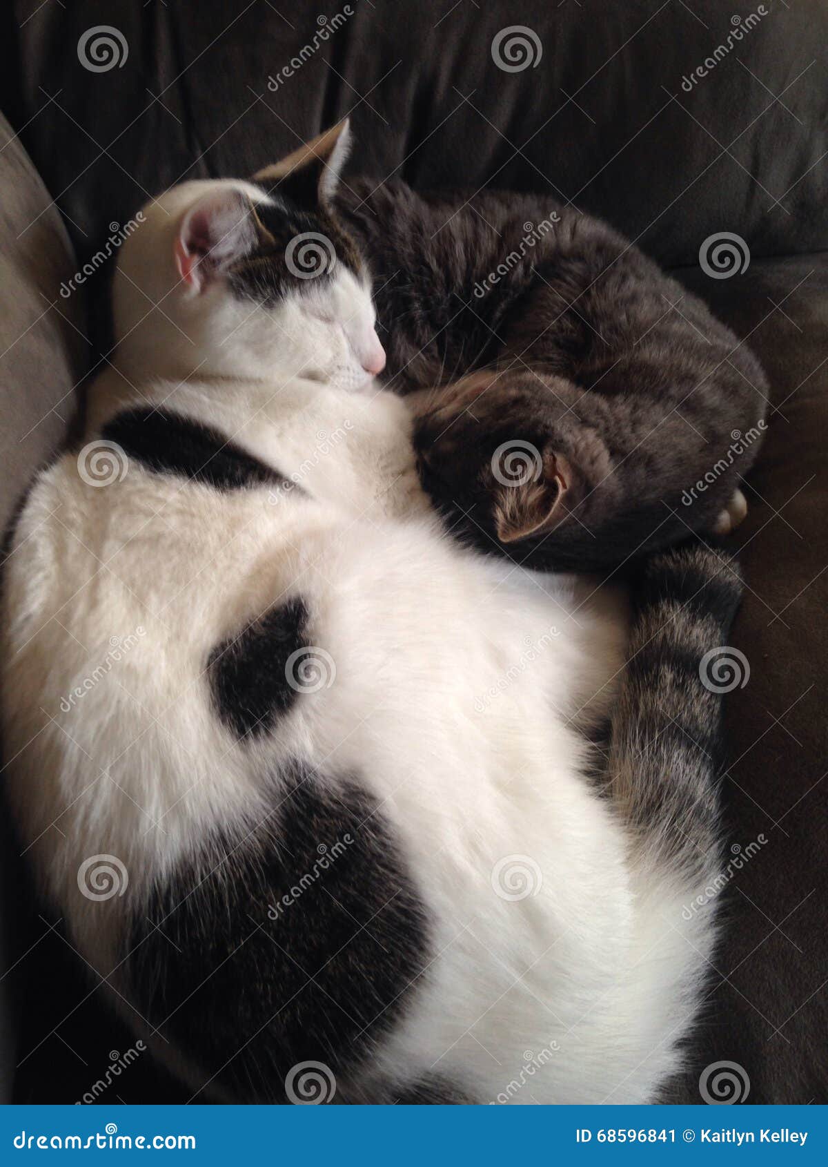 Kitties cuddling 2 stock image. Image of grey, kitties - 68596841
