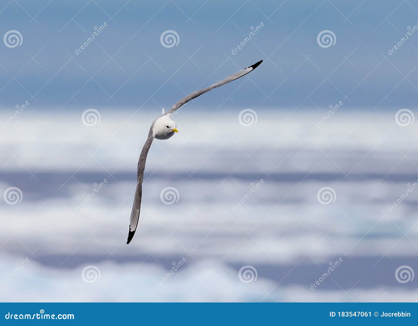 Kittiwake Flying. with Wings Perpendicular To the Sea Stock Image ...