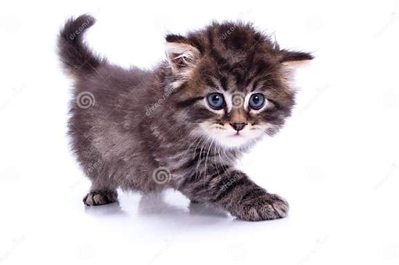 Kitty stock photo. Image of feline, animal, attitudeball - 10174910