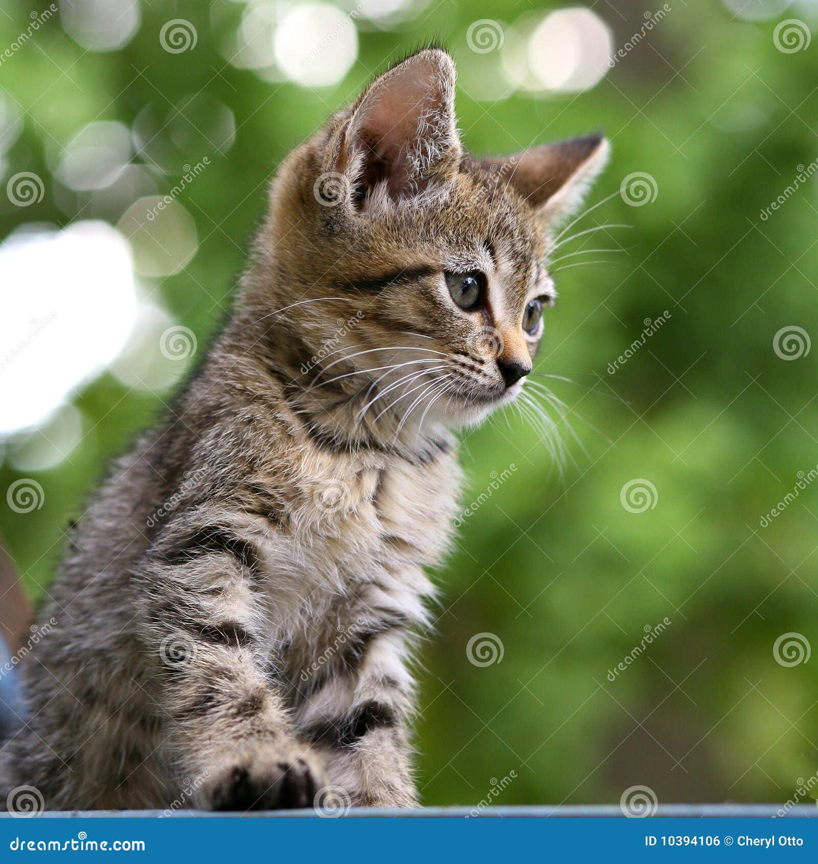 Kitty stock photo. Image of baby, kitten, future, looking - 10394106