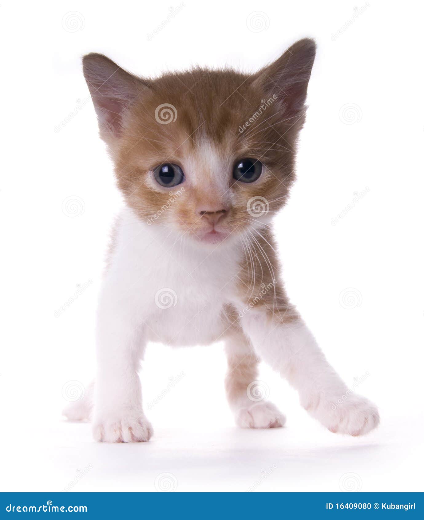 Kitty stock photo. Image of hunter, feline, attention - 16409080