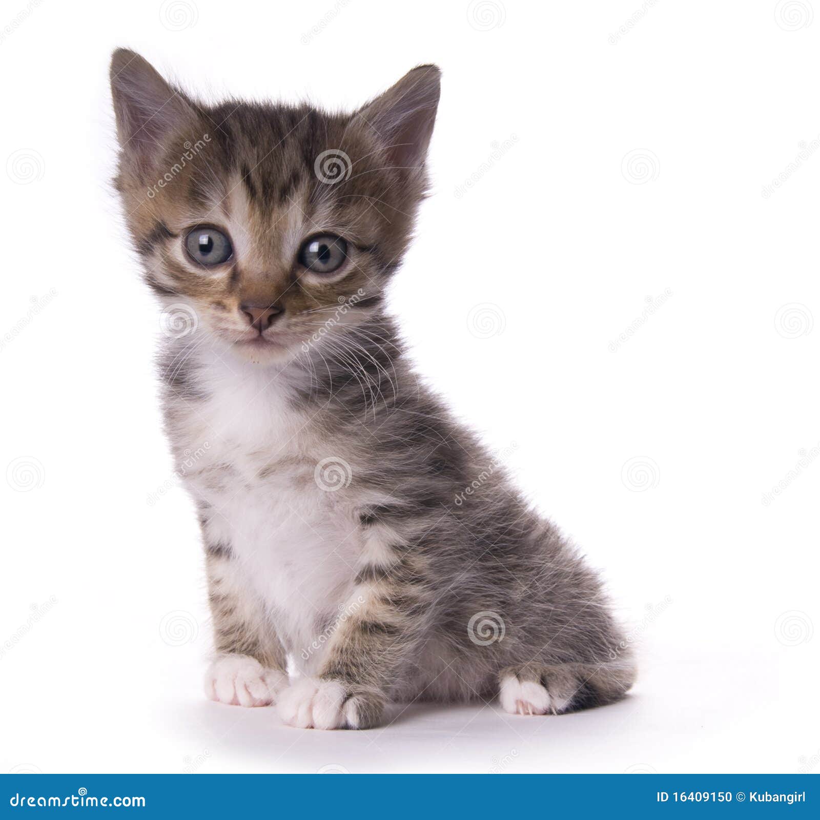 Kitty stock photo. Image of childhood, domestic, baby - 16409150