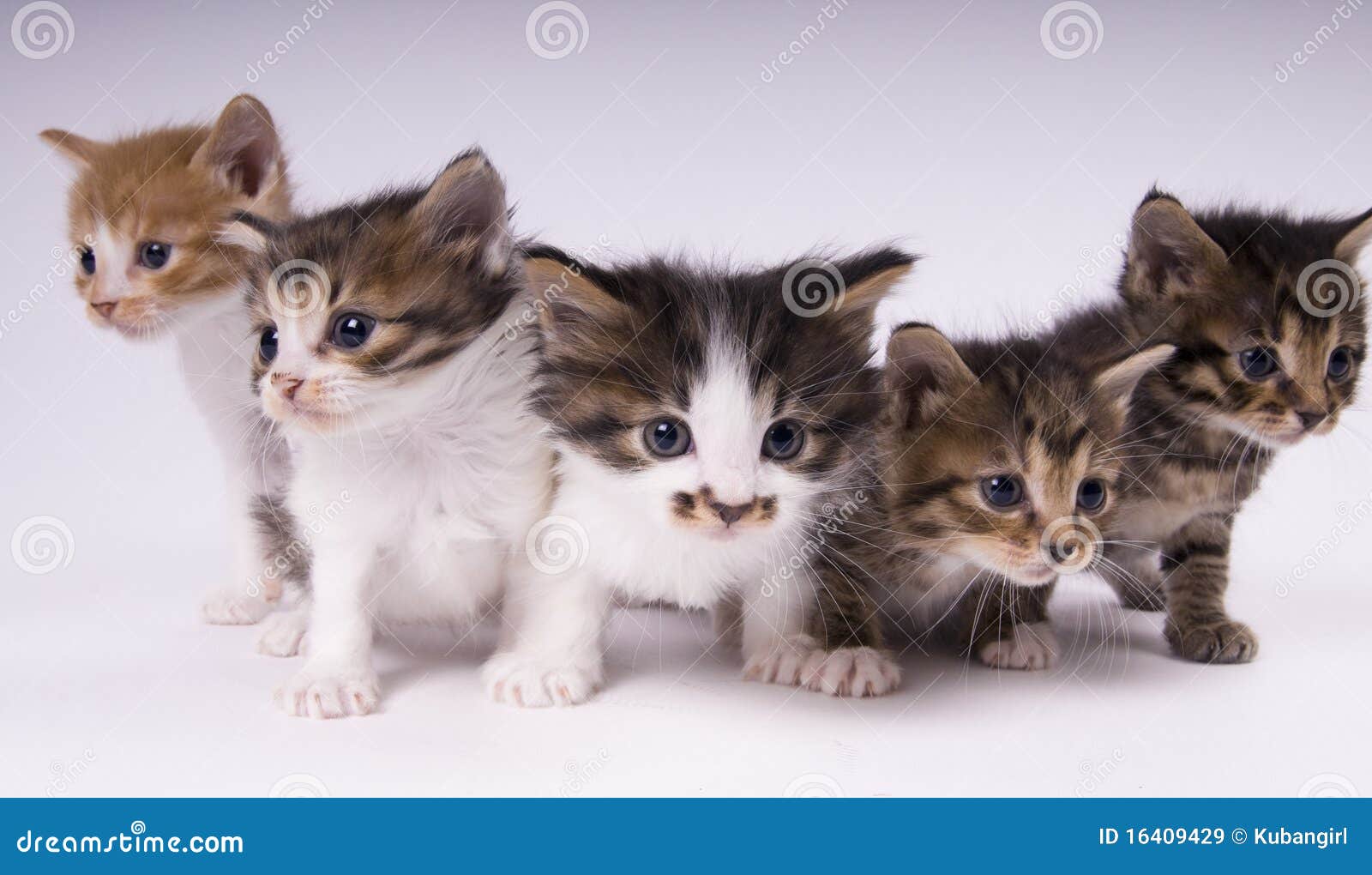 Kitty stock image. Image of coat, adorable, concentrated - 16409429