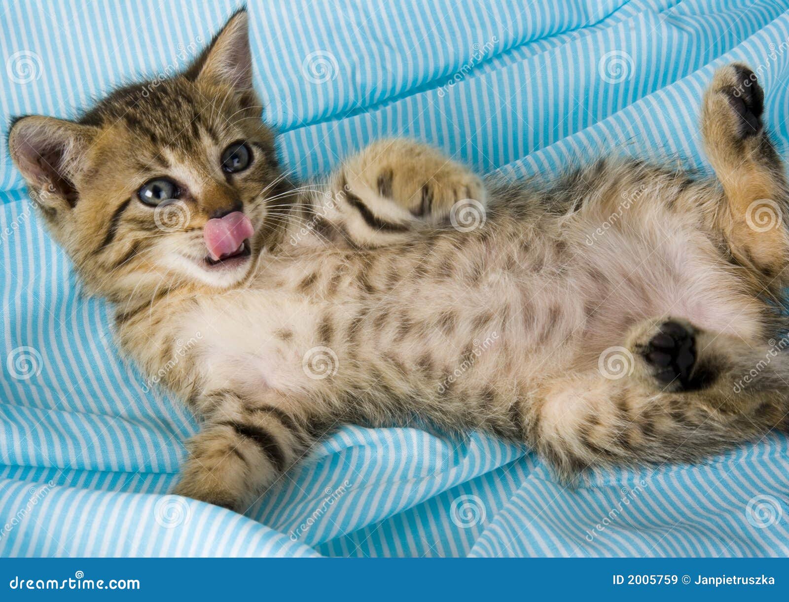 Kitty stock image. Image of wibryssy, mammals, domestic - 2005759