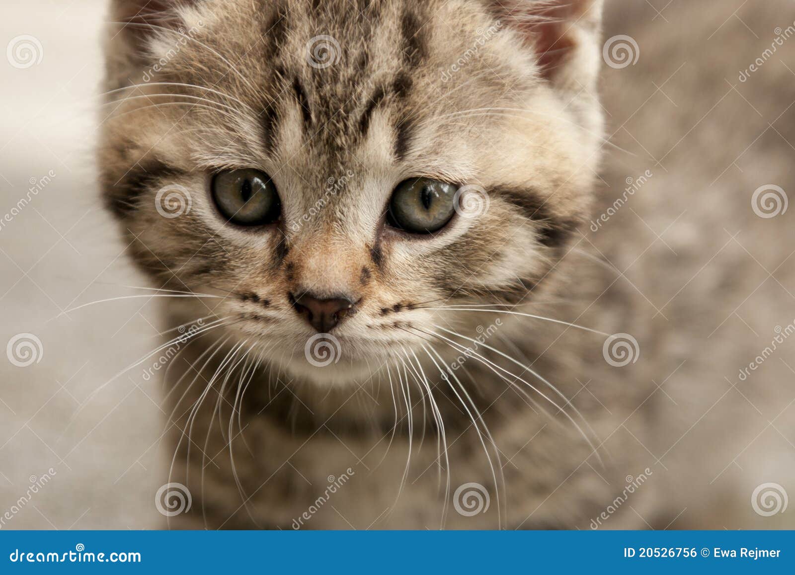 Kitty stock photo. Image of baby, funny, young, adorable - 20526756