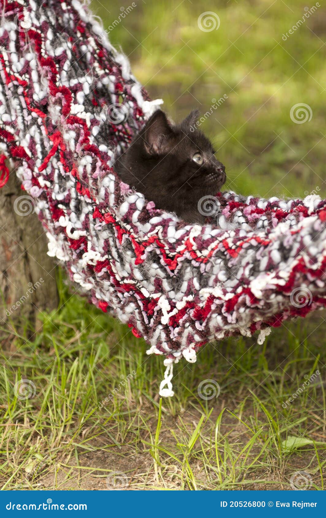 Kitty stock photo. Image of small, cute, young, funny - 20526800