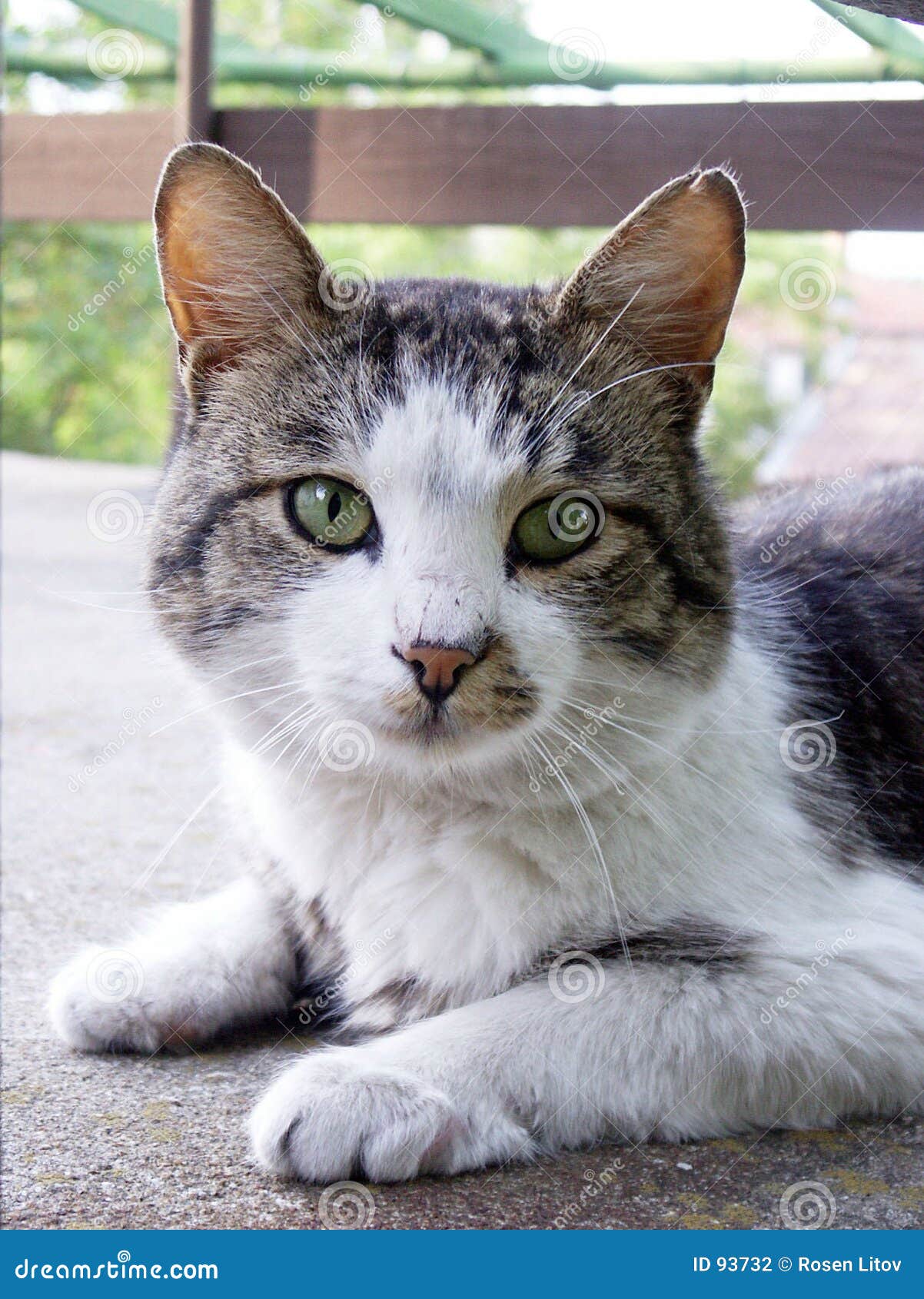 Kitty stock photo. Image of kitten, kitty, animal, purity - 93732