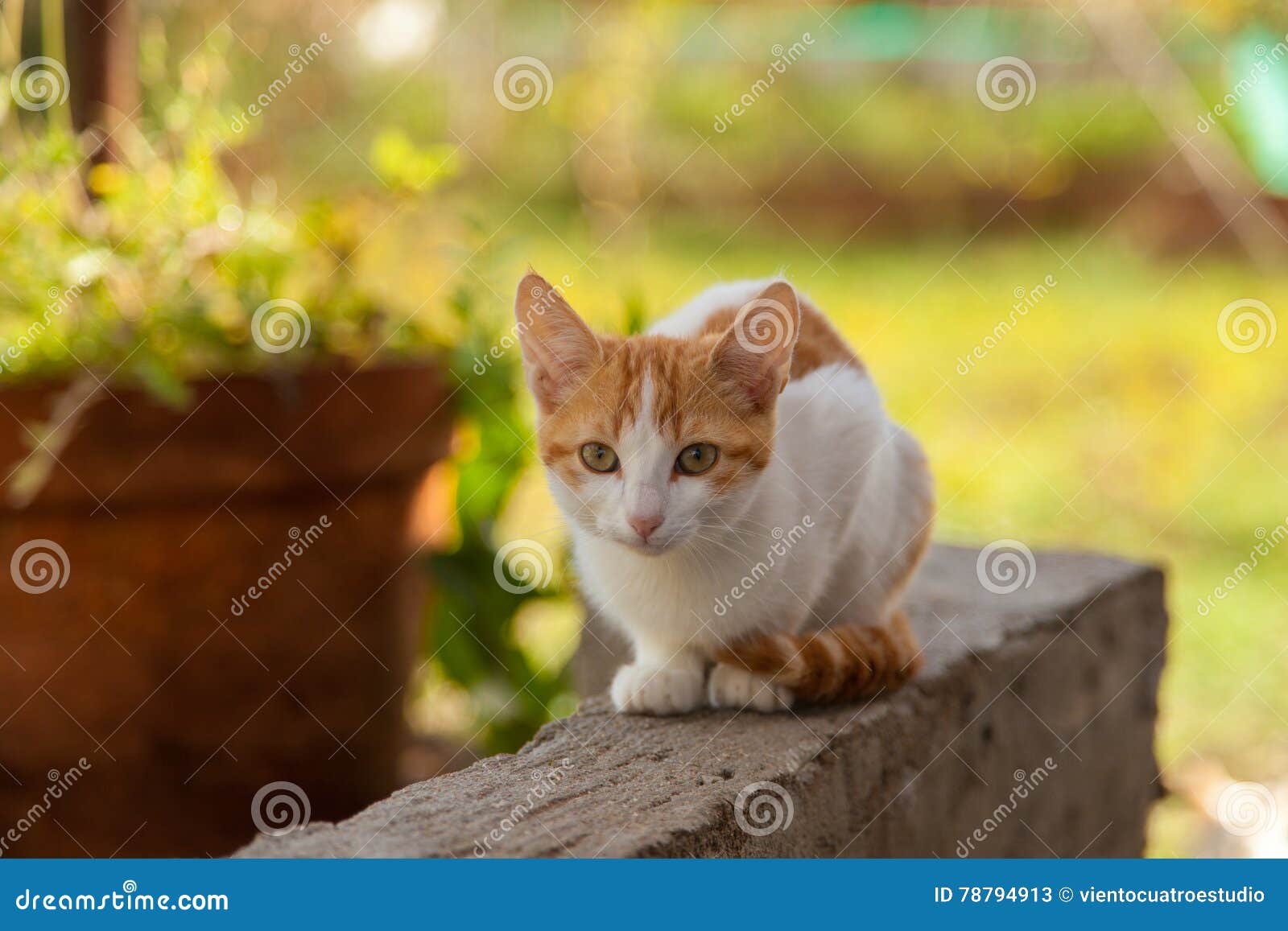 Kitty alone stock image. Image of garden, sweet, white - 78794913