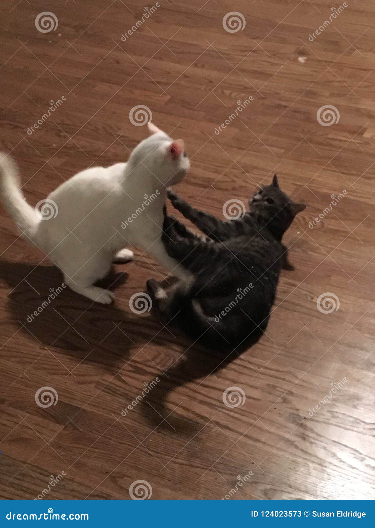 Cat flight stock image. Image of flight, kitty, catnip - 124023573