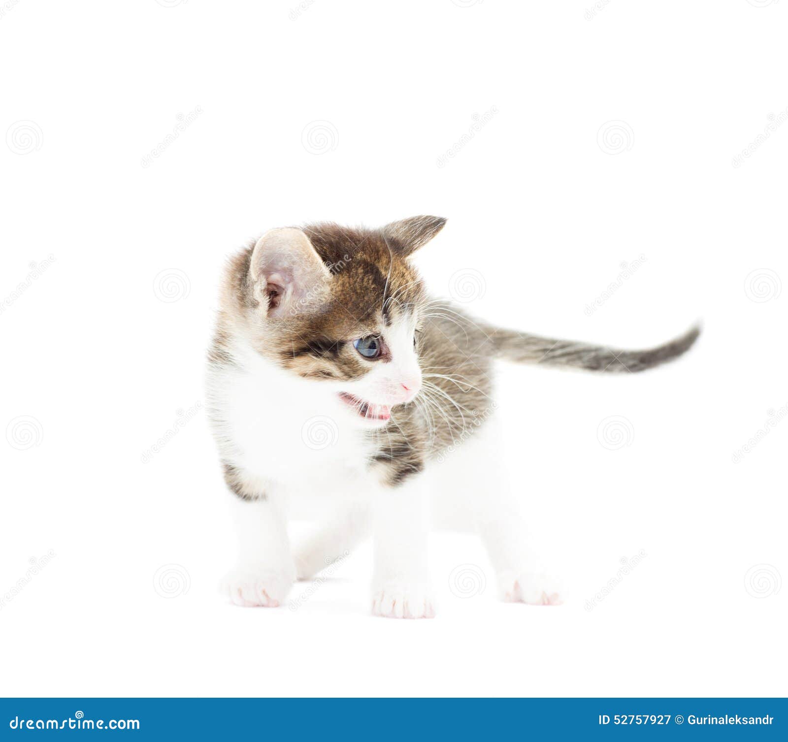 Kitty attacks stock image. Image of feline, cute, cats - 52757927