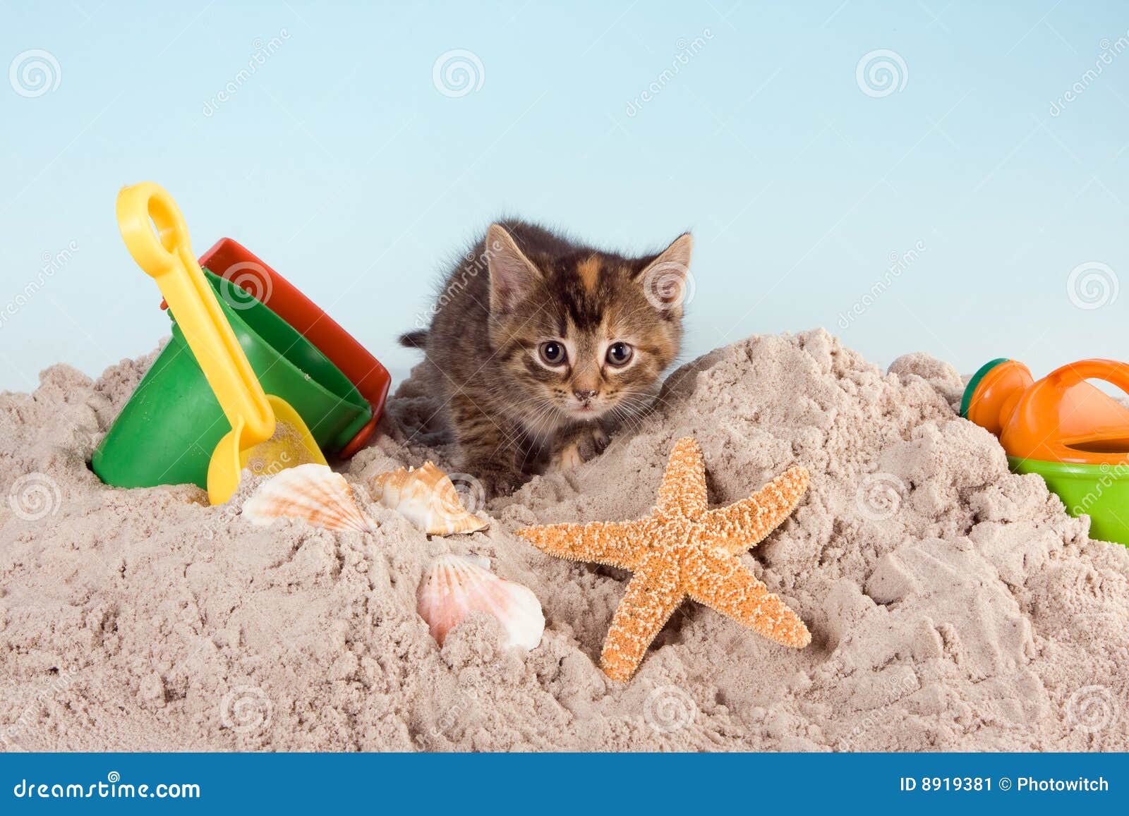Kitty on a beach stock image. Image of pets, kittens, leisure - 8919381