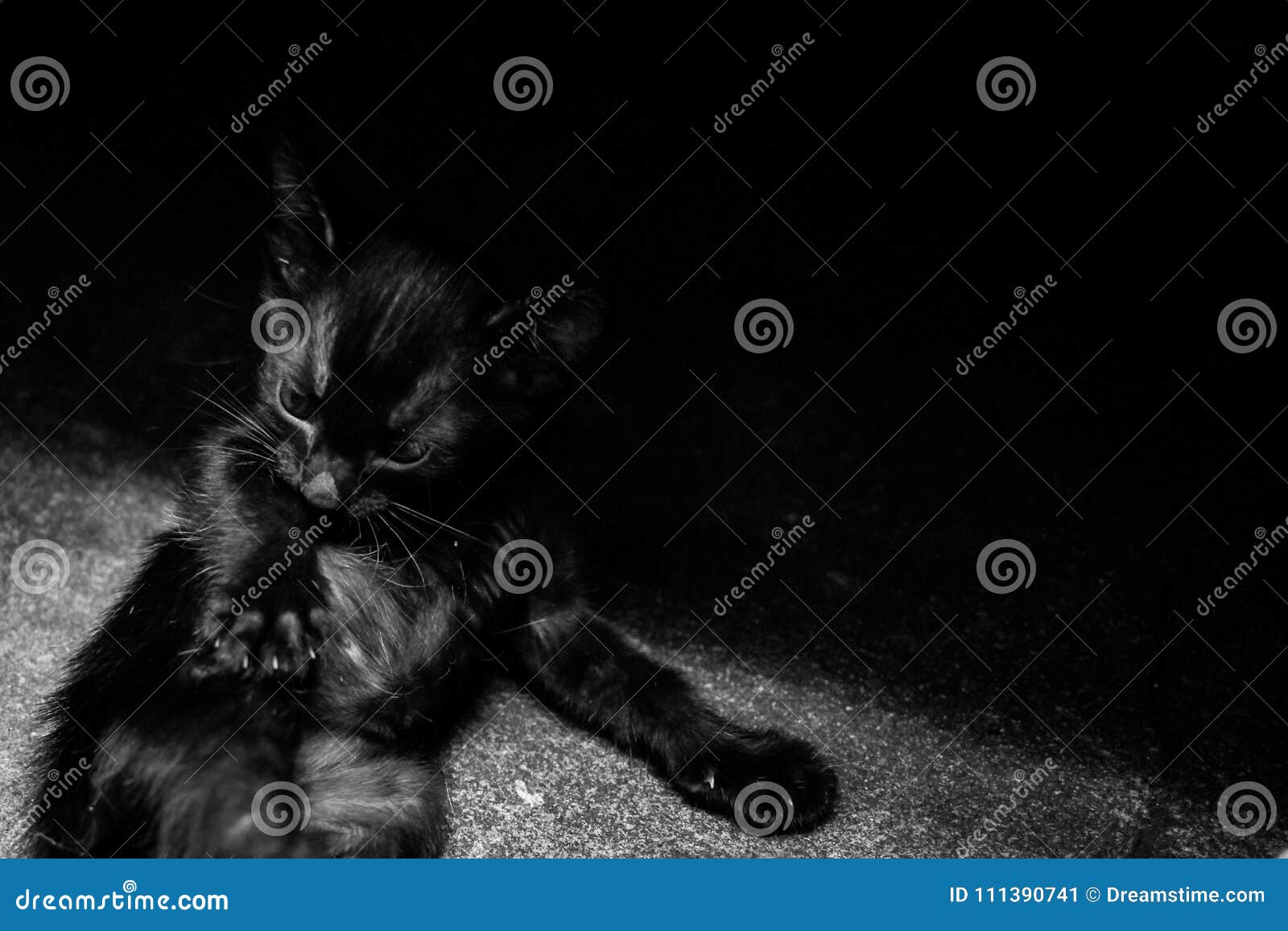 Kitty Black Cat Lie Down on the Floor Stock Image - Image of north ... Kitty Black Cat Lie Down on the Floor Stock Image - Image of north ...